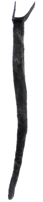 Animal Tail Black Large — Red Fox Party Supplies